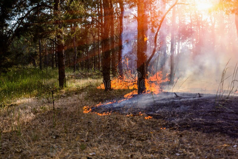 Forest Fire Burning, Wildfire Close Up at Day Time. Stock Photo - Image ...