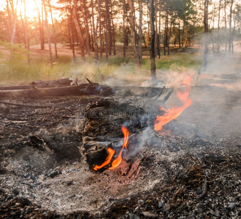 Wildfire Close Up at Day Time Stock Photo - Image of time, forest ...