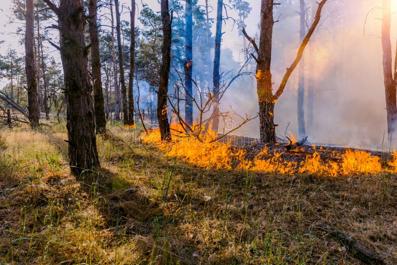Wildfire Close Up at Day Time Stock Photo - Image of ecosystem, burnt ...