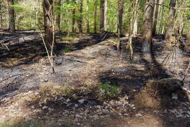 The Forest after the Fire. Burnt Forest. Ashes and Blackened Trees ...