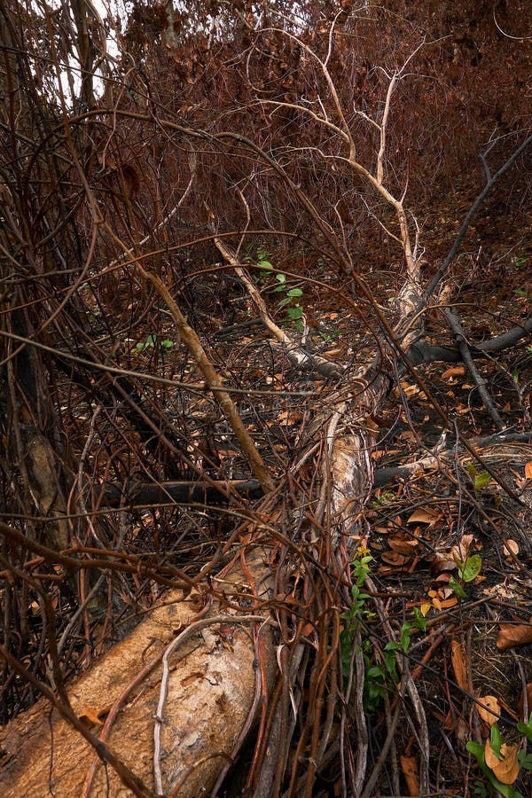 Forest Fire, Burnt Trees after Forest Fire. Fallen Tree because ...