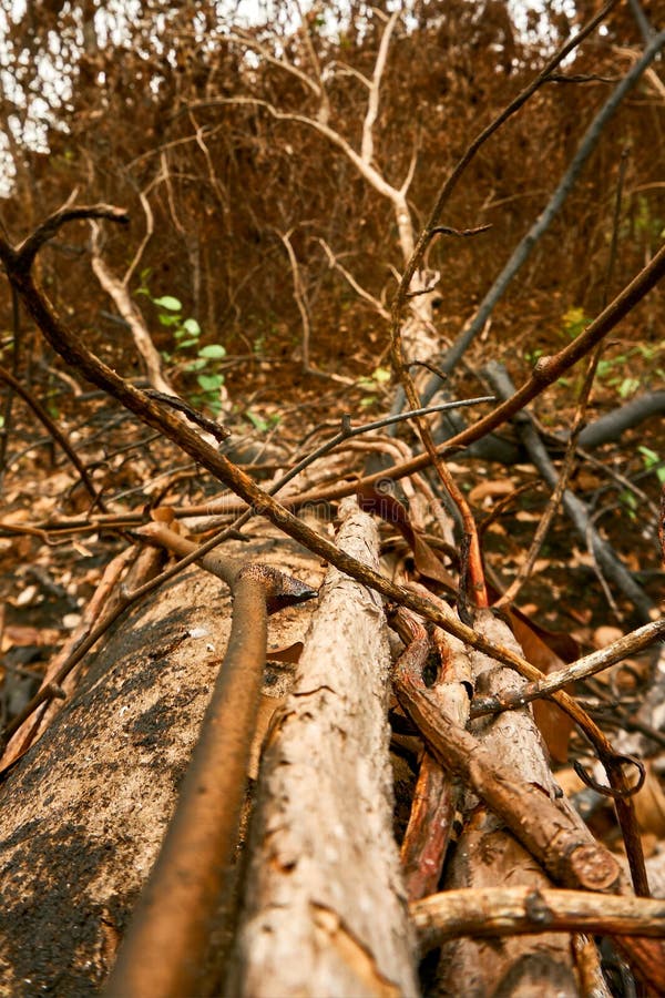Forest Fire, Burnt Trees after Forest Fire. Fallen Tree because ...