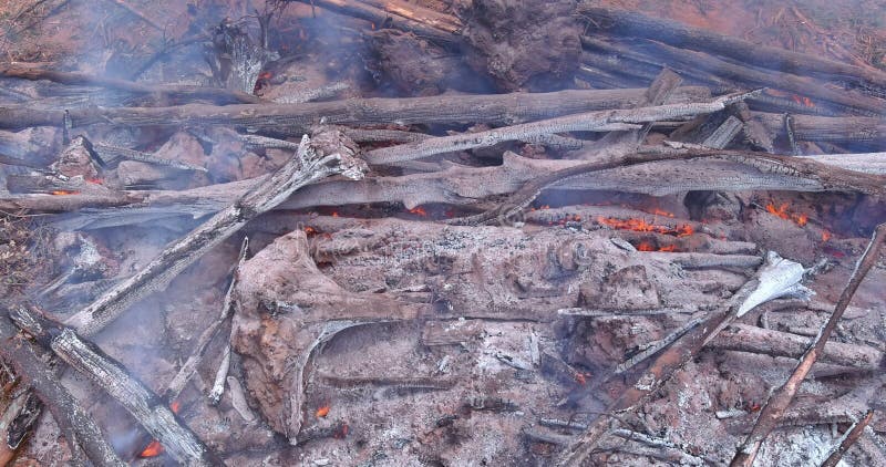 A Forest Fire Caused a Fallen Tree To Burn on the Ground Produced ...