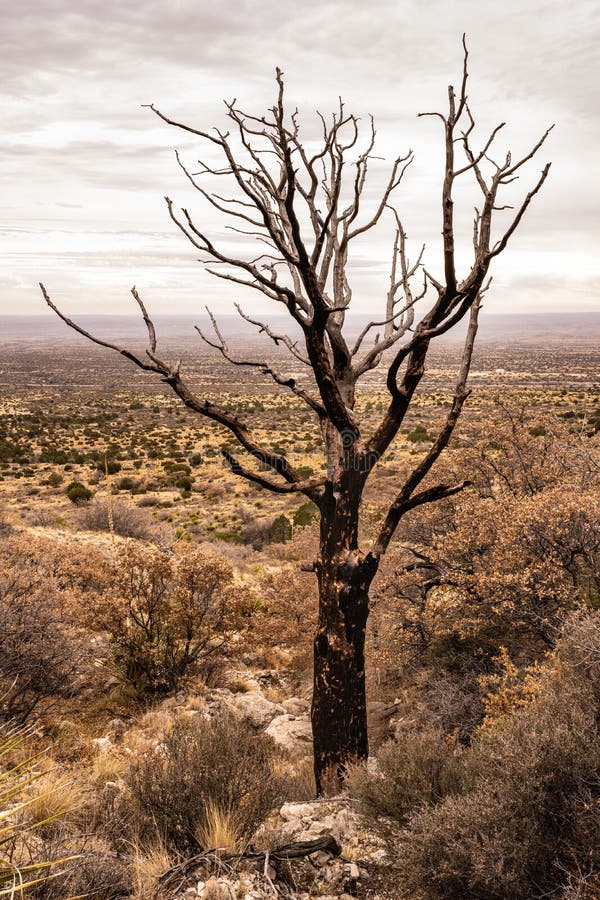 Forest Fire Charred Tree Still Stands Looking Over West Texas Desert ...