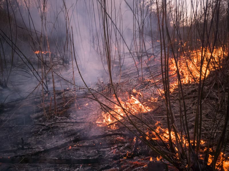 Forest ground fire stock photo. Image of environment - 179894192