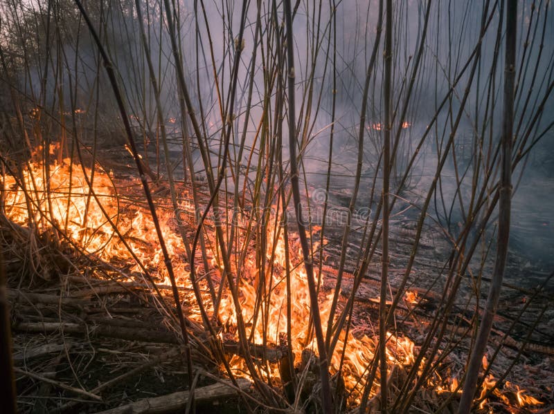 Forest ground fire stock photo. Image of environment - 179894192
