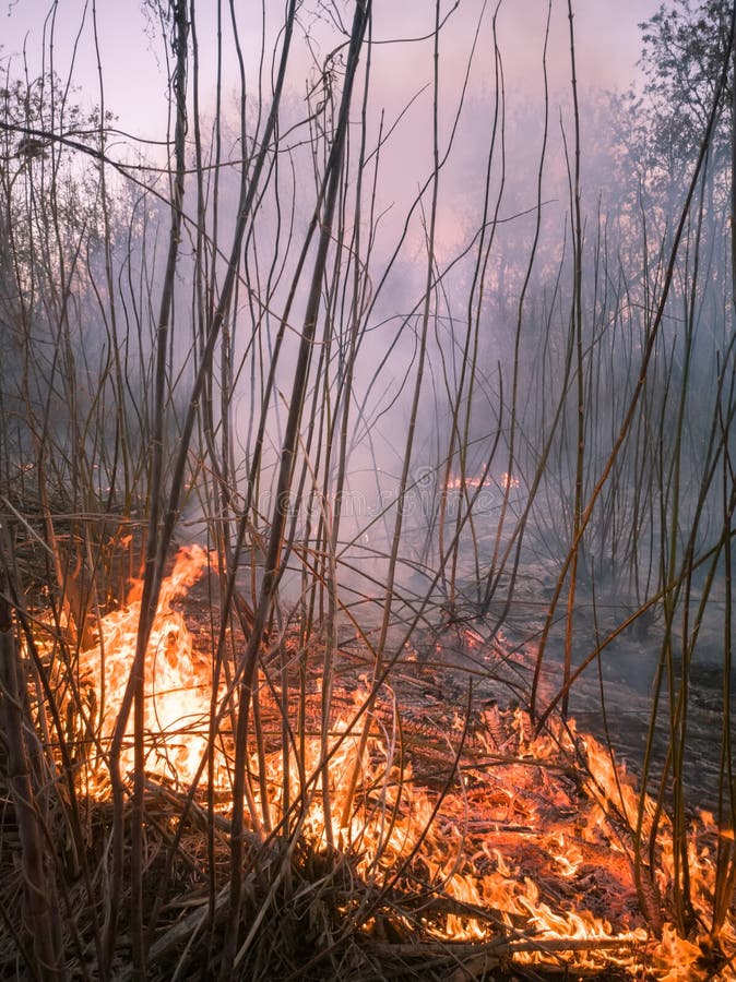 Forest ground fire stock image. Image of destruction - 179894087