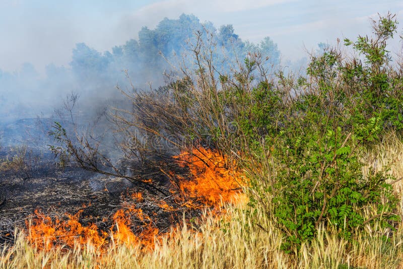 Forest Fire and Clouds of Dark Smoke in Pine Stands. Flame is Starting ...