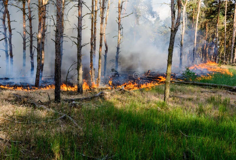 Forest Fire and Clouds of Dark Smoke in Pine Stands. Stock Photo ...