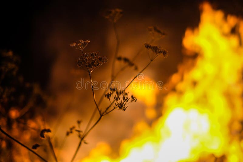 Forest Fire Concept. Wildfire. Night Fire in the Forest. Burning Forest ...