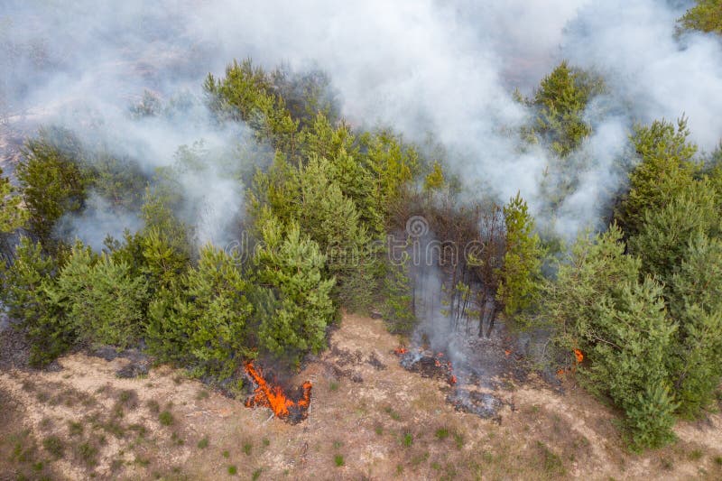 Forest Fire in the Coniferous Forest, Aerial View. the Human Factor ...