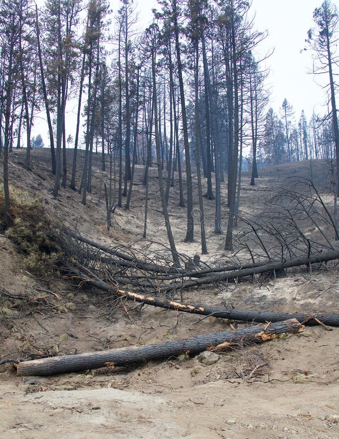 Forest Fire Damage foto de archivo. Imagen de quemado - 64537328