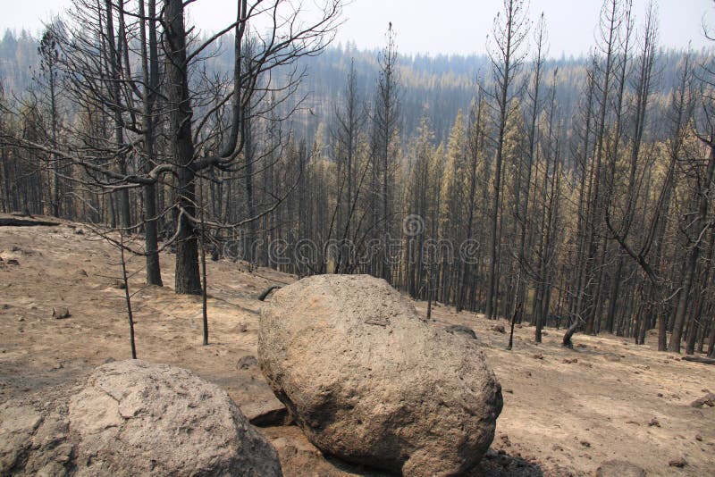 Forest Fire Damage in the Western US Stock Photo - Image of cautious ...