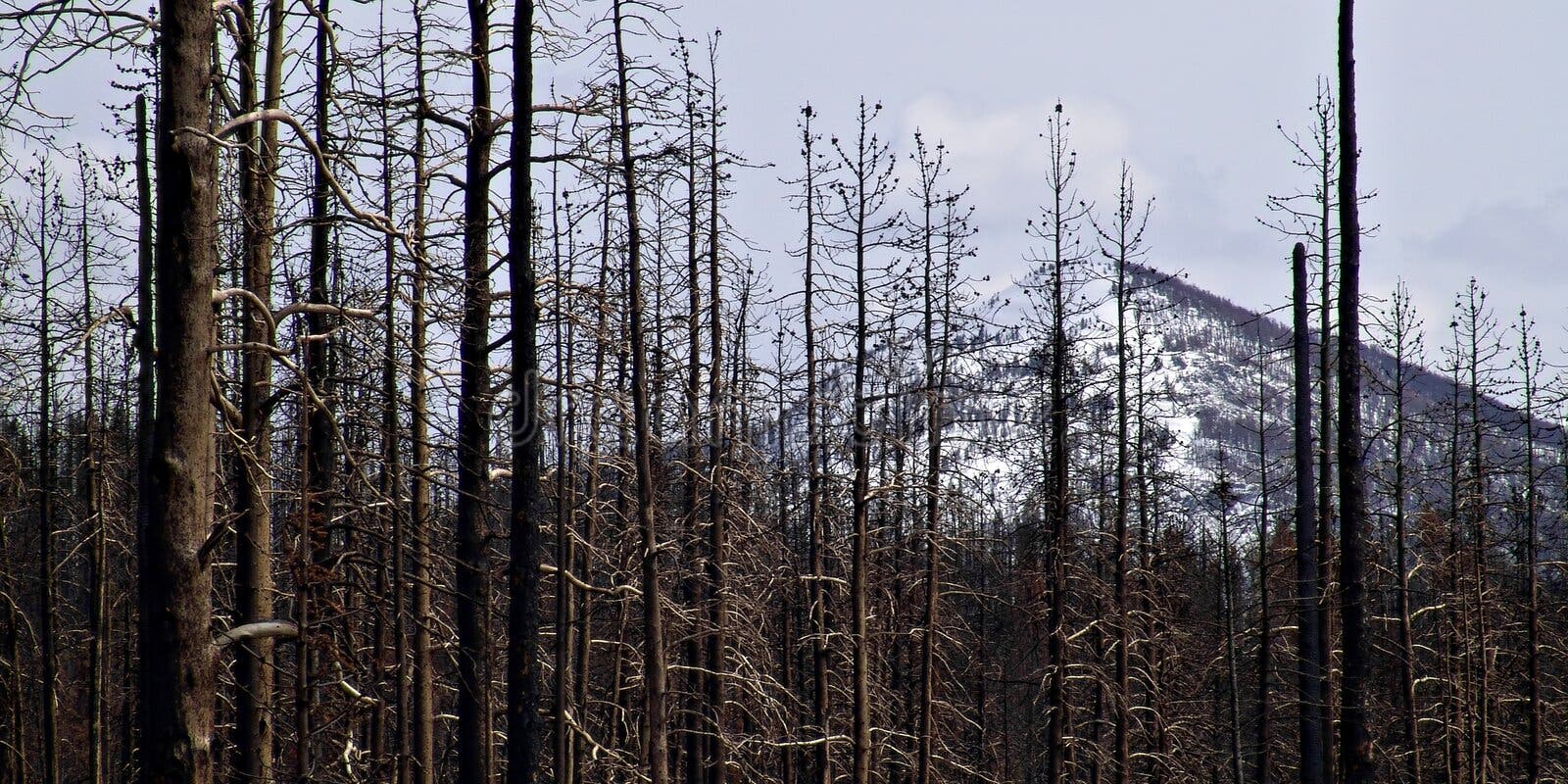 Elk in yellowstone stock image. Image of antlers, nature - 1201419