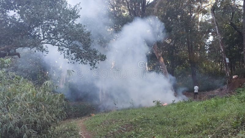 Forest Fire at Dandeli Forest, Karnataka, India Stock Image - Image of ...