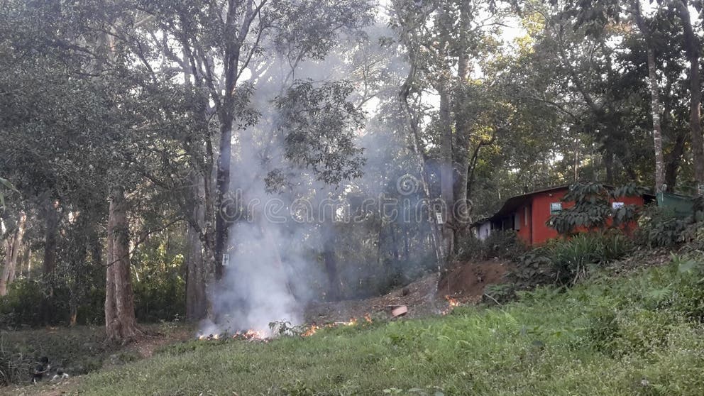 Forest Fire at Dandeli Forest, Karnataka, India Stock Image - Image of ...
