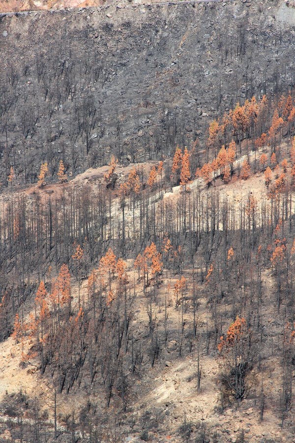 Forest after fire stock image. Image of trees, tenerife - 51210163