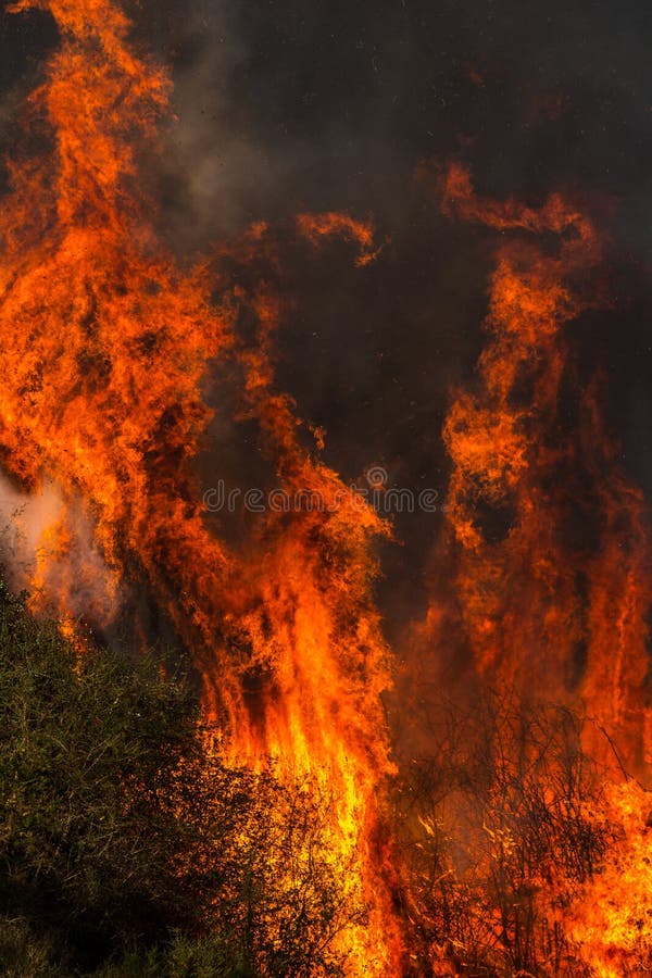 Forest Fire, Detailed Flames. Stock Image - Image of heat, flames ...