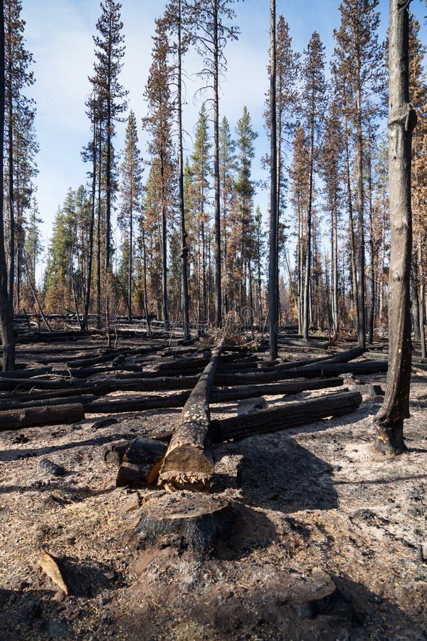 Forest Fire Devastation stock photo. Image of fire, environment - 96638678