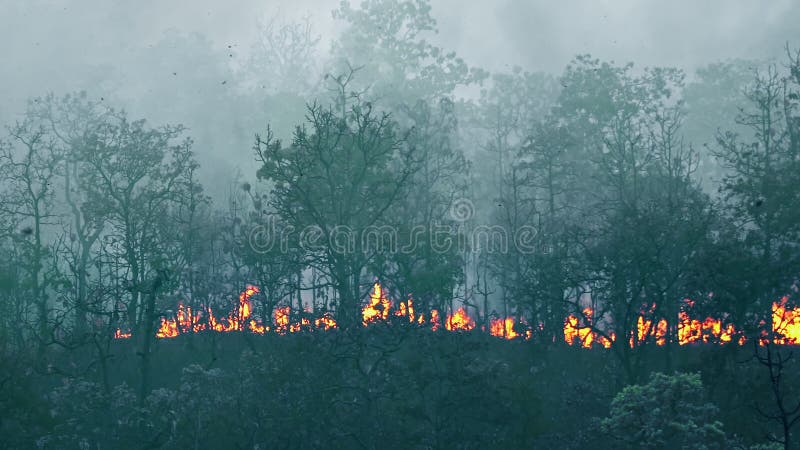 Forest Fire Disaster Burning Caused by Human. Stock Footage - Video of ...