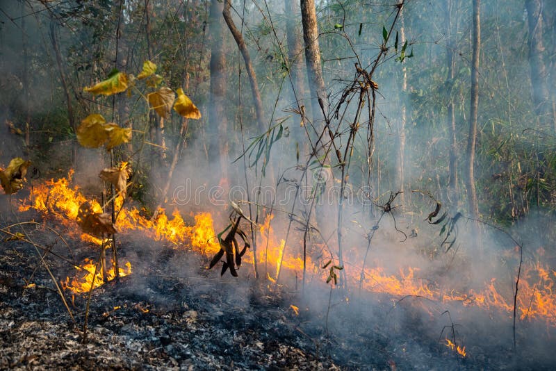 Forest Fire Disaster Burning Caused by Human Stock Image - Image of ...