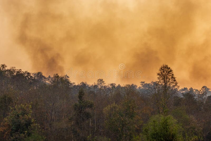 Forest Fire Disaster Burning Caused by Human Stock Photo - Image of ...