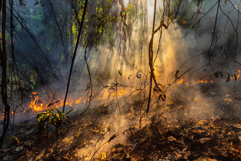 Forest Fire Disaster Burning Caused by Human Stock Image - Image of ...