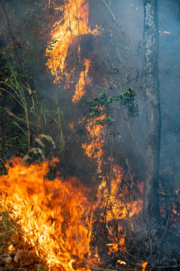 Forest Fire Disaster Burning Caused by Human Stock Photo - Image of ...