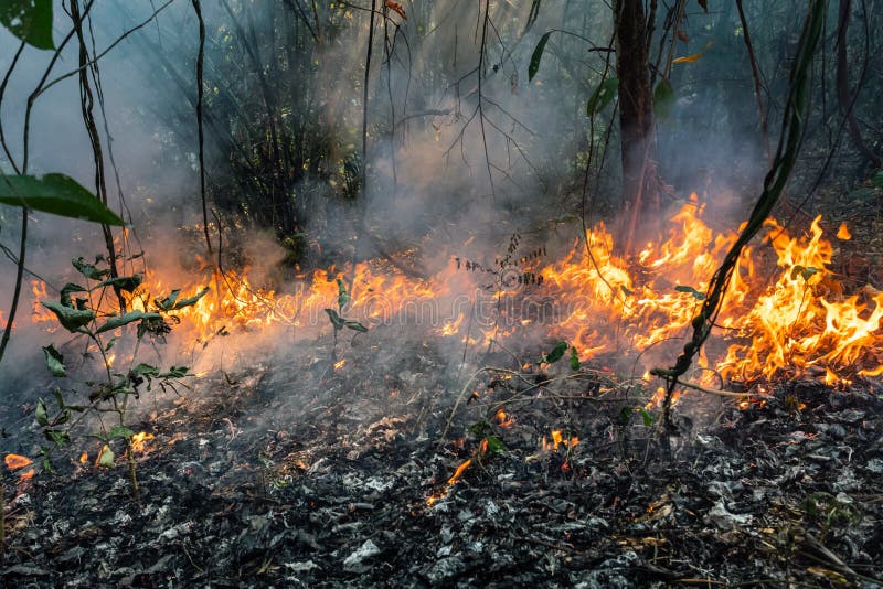 Forest Fire Disaster Burning Caused by Human Stock Photo - Image of ...