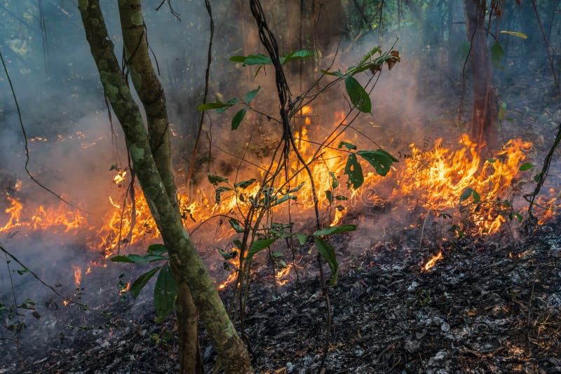Forest Fire Disaster Burning Caused by Human Stock Photo - Image of ...