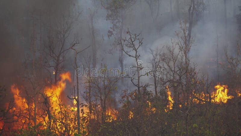 Forest Fire Disaster Burning Caused by Human Stock Footage - Video of ...