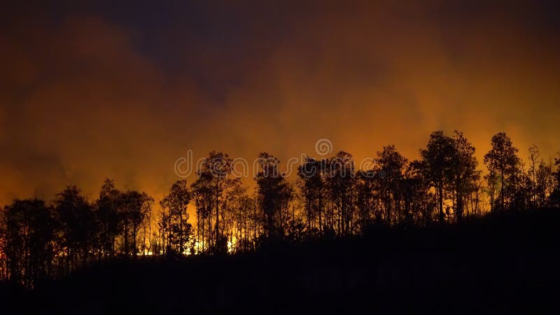 Forest Fire Disaster Burning Caused by Human Stock Footage - Video of ...