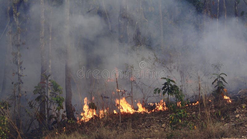 Forest Fire Disaster Burning Caused by Human Stock Video - Video of ...