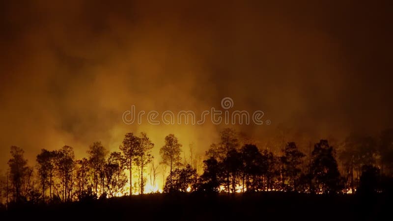 Forest Fire, Conservation Burning, Smoke, Heat Stock Video - Video of ...