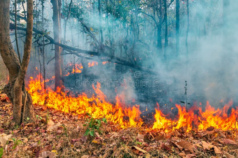 Forest Fire Disaster Burning Caused by Human Stock Photo - Image of ...
