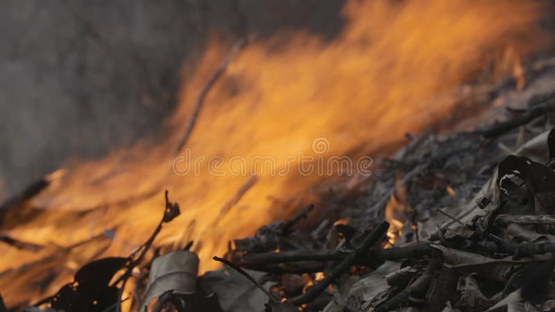 Forest Fire Disaster Burning Caused by Human Stock Footage - Video of ...