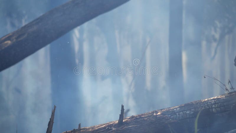 Forest Fire Disaster is Burning Caused by Human Stock Video - Video of ...