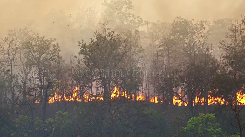 Forest Fire Disaster Burning Caused by Human. Stock Video - Video of ...