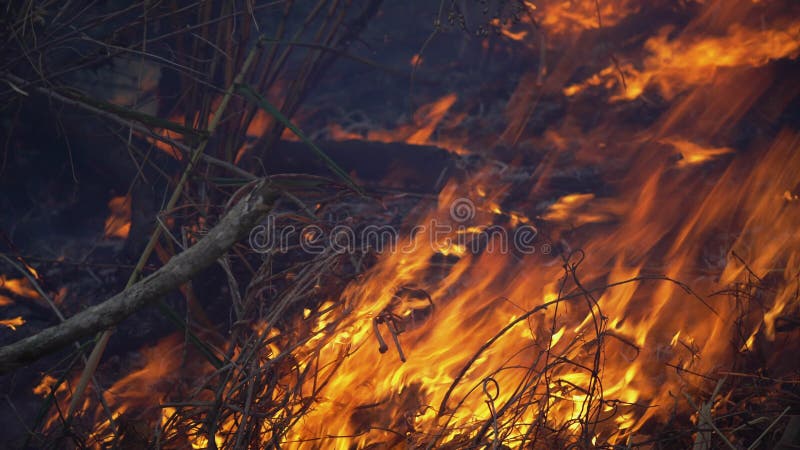Forest Fire Disaster Burning Caused by Human Stock Video - Video of ...