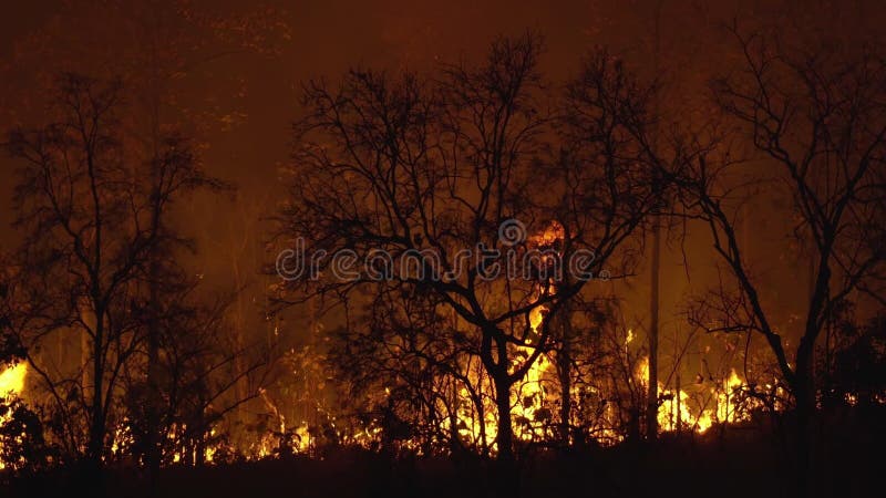 Forest Fire Disaster Burning Caused by Human Stock Footage - Video of ...