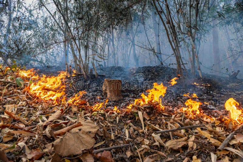 Forest Fire Disaster Burning Caused by Human Stock Image - Image of ...