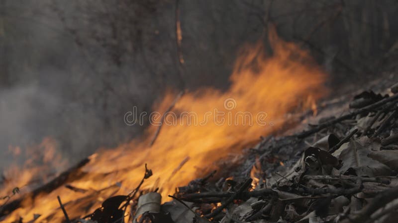 Forest Fire Disaster Burning Caused by Human Stock Video - Video of ...