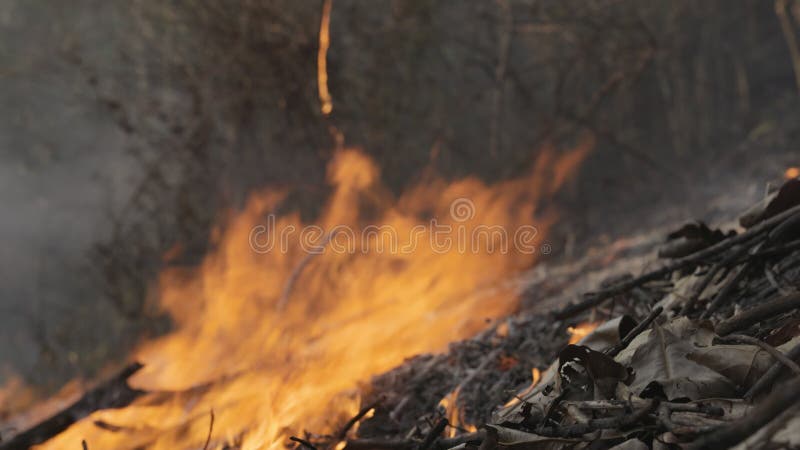 Forest Fire Disaster Burning Caused by Human Stock Video - Video of ...