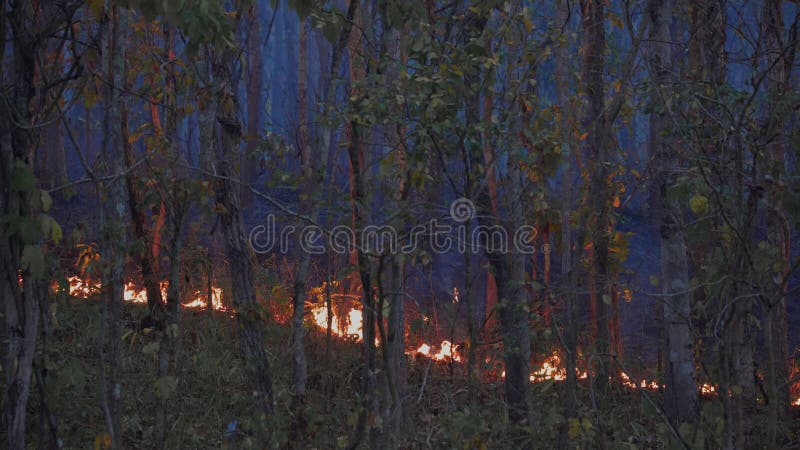 Forest Fire Disaster Burning Caused by Human Stock Footage - Video of ...