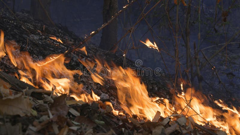 Forest Fire Disaster Burning Caused by Human Stock Video - Video of ...