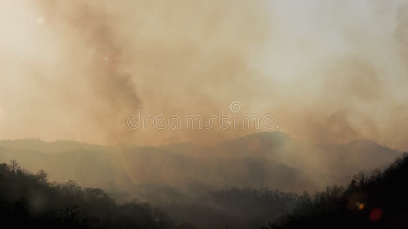 Forest Fire Disaster Burning Caused by Human Stock Video - Video of ...