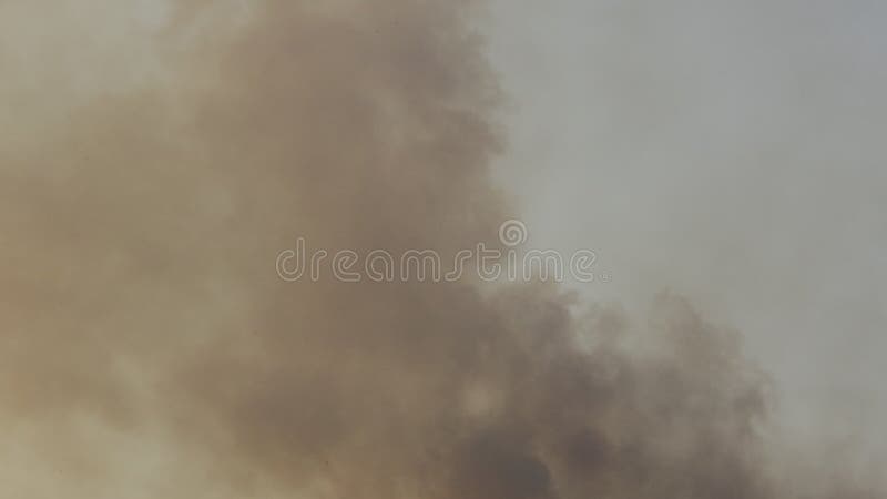 Forest Fire Disaster Burning Caused by Human Stock Video - Video of ...