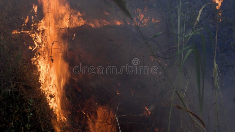 Forest Fire Disaster Burning Caused by Human Stock Video - Video of ...