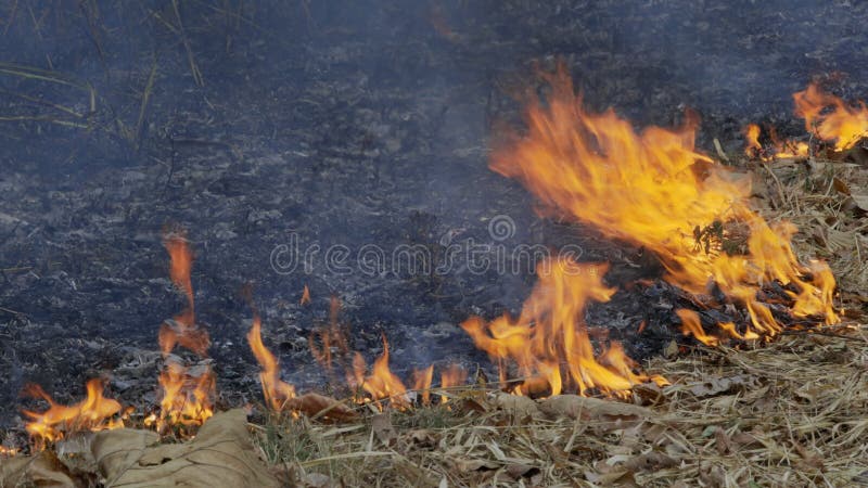 Forest Fire Disaster Burning Caused by Human Stock Video - Video of ...