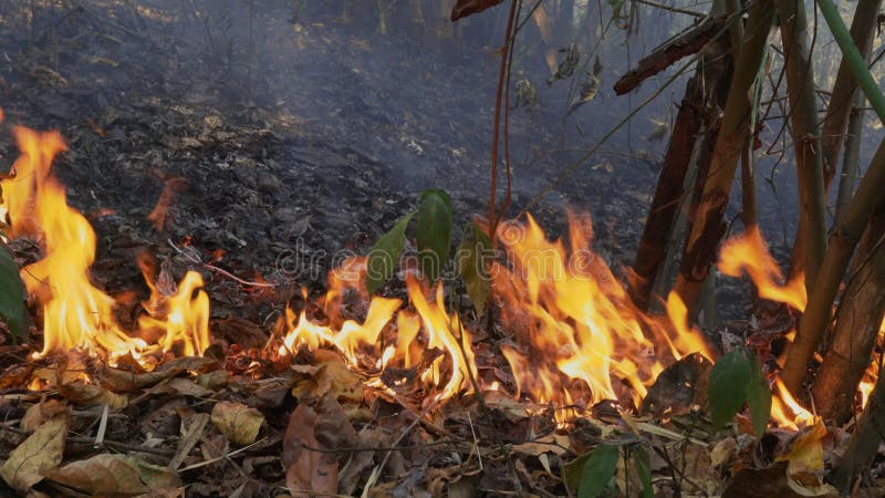 Forest Fire Disaster Burning Caused by Human Stock Footage - Video of ...